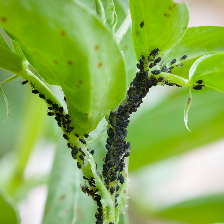 Rimedi, cure, cosa fare per afidi