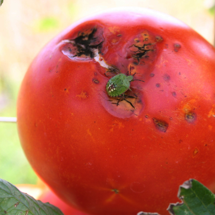 Rimedi, cure, cosa fare per Cimici